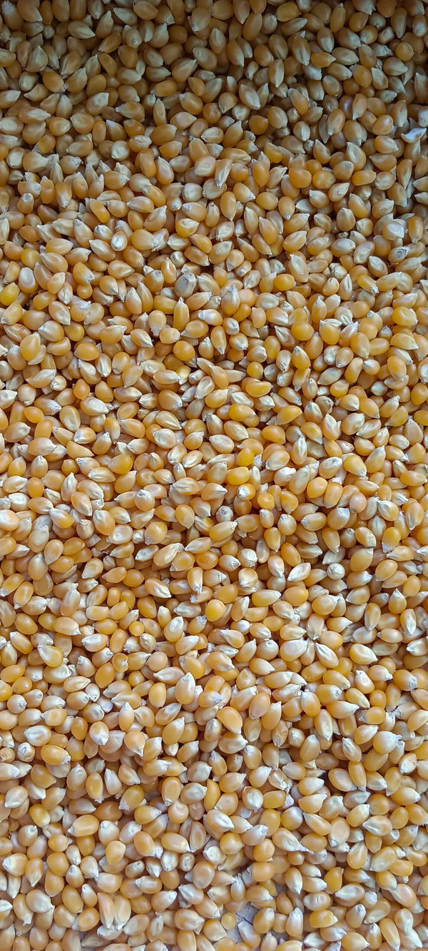 Maize Popcorn Kernels (250 G) – Goodnessfarm
