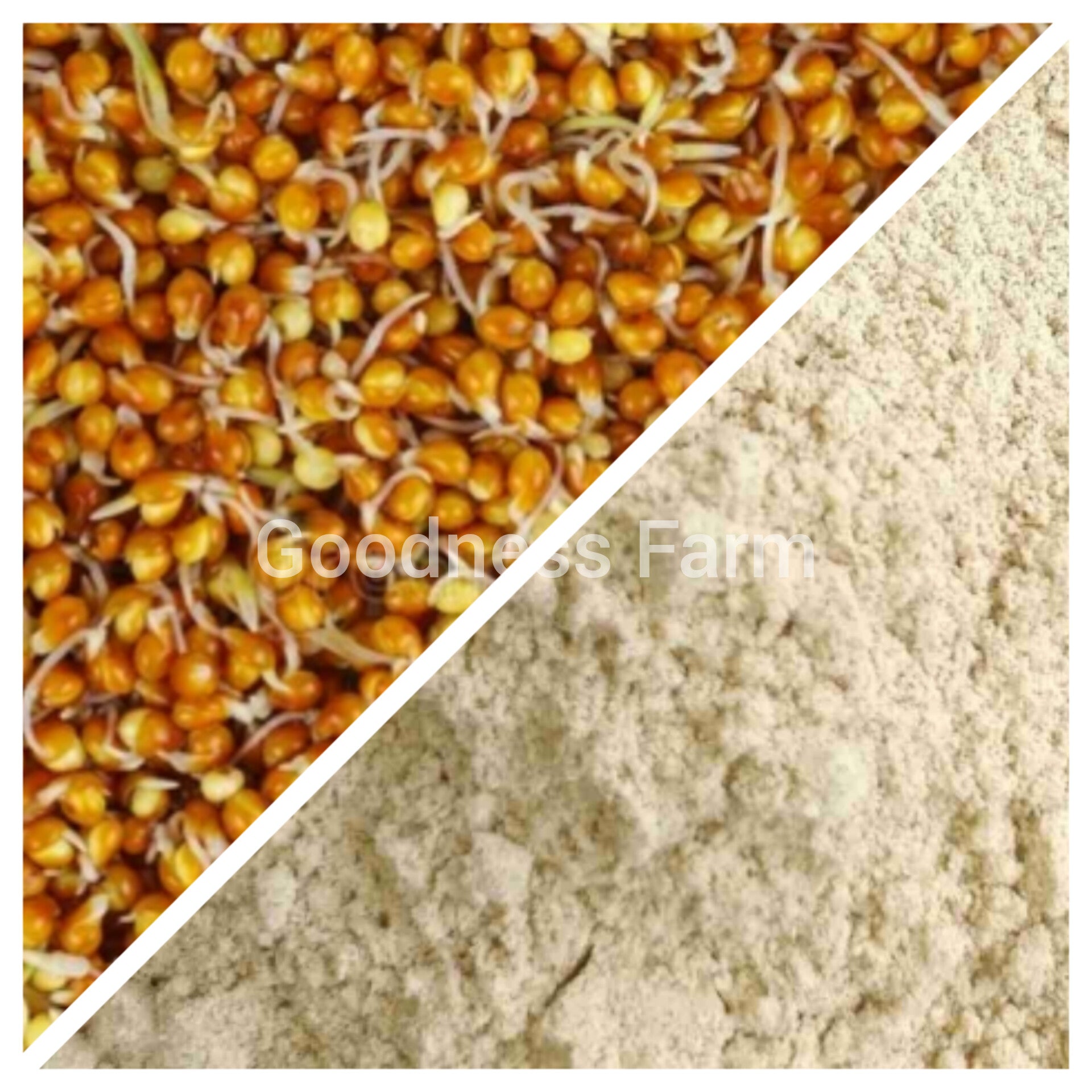 Sprouted Kodo Millet Flour (500 G) – Goodness Farm